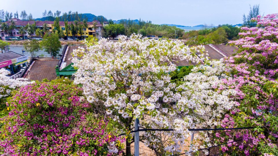 Tecoma Trees Across the Nation: Cherry Blossoms in Malaysia