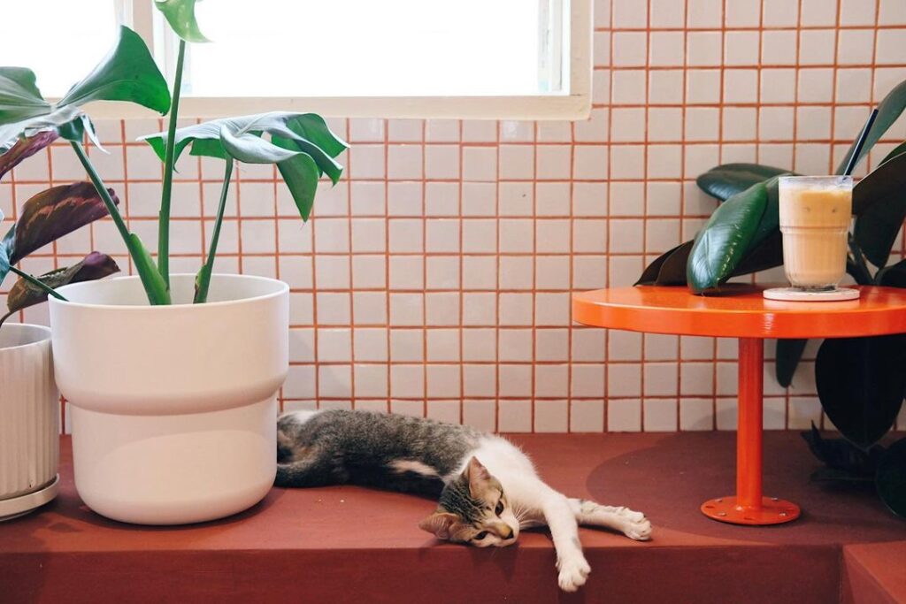 Worthy Cat Cafe To Visit This Weekend in KL and Selangor
