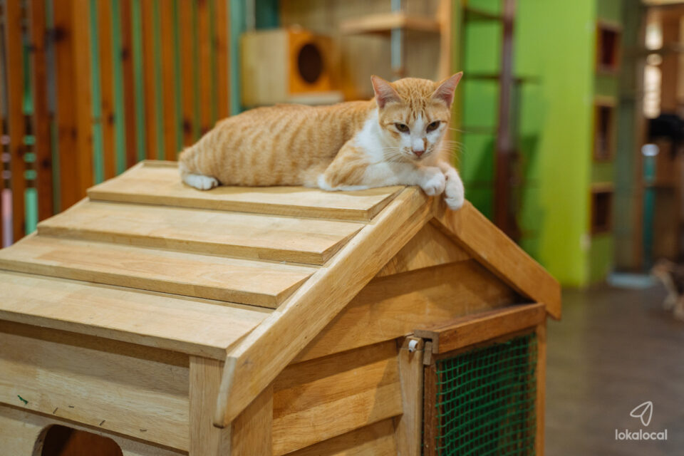 6 Adorable Cat Cafes To Visit