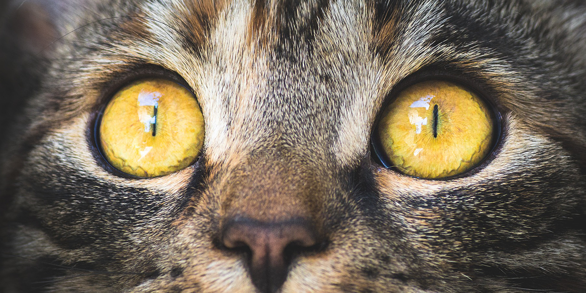 Reading Cat's Body Language: A Guide to Understanding Feline Friends