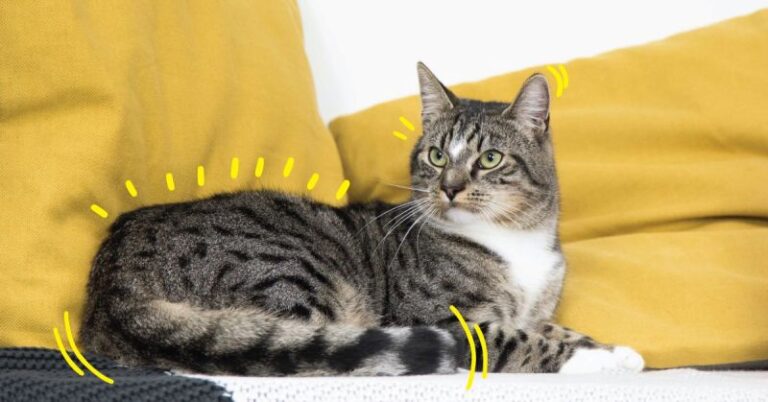 Reading Cat's Body Language: A Guide to Understanding Feline Friends