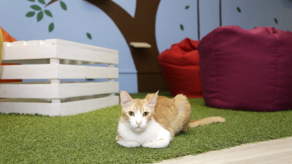6 Adorable Cat Cafes To Visit