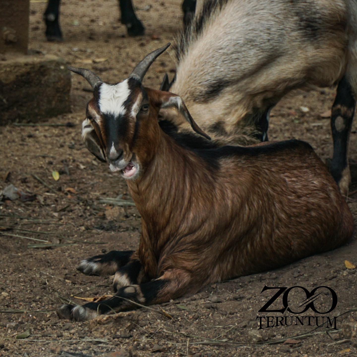 Zoo Teruntum Kuantan, Malaysia's First Hybrid Zoo!