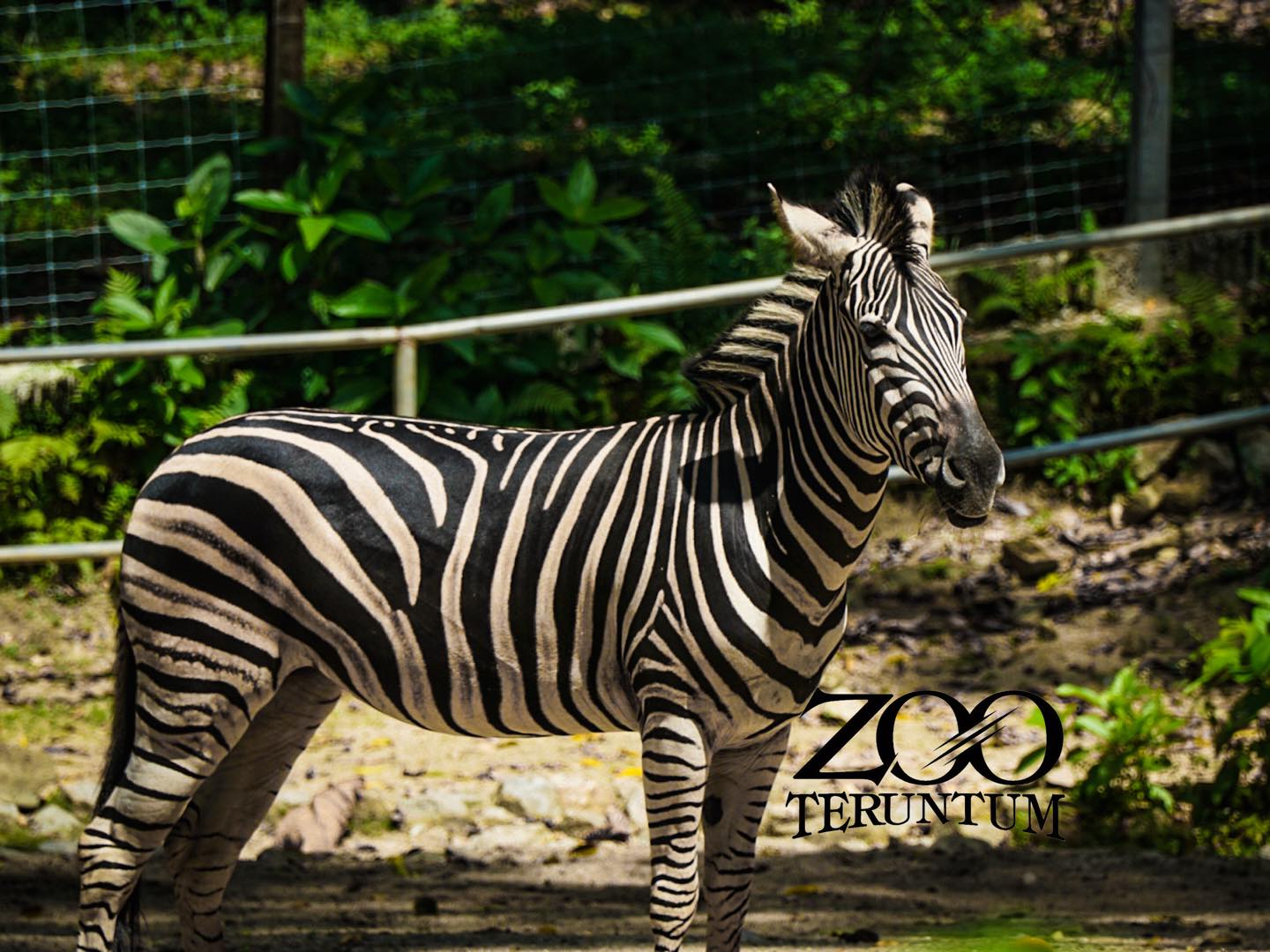 Zoo Teruntum Kuantan, Malaysia's First Hybrid Zoo!