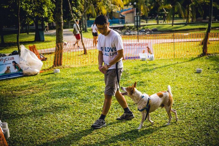Animal Shelter In Malaysia Where You Can Adopt And Help