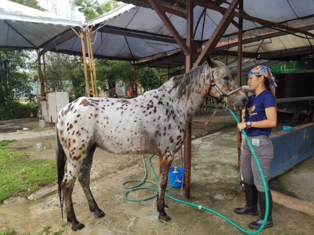 7 Horse Riding Spots in KL and Selangor