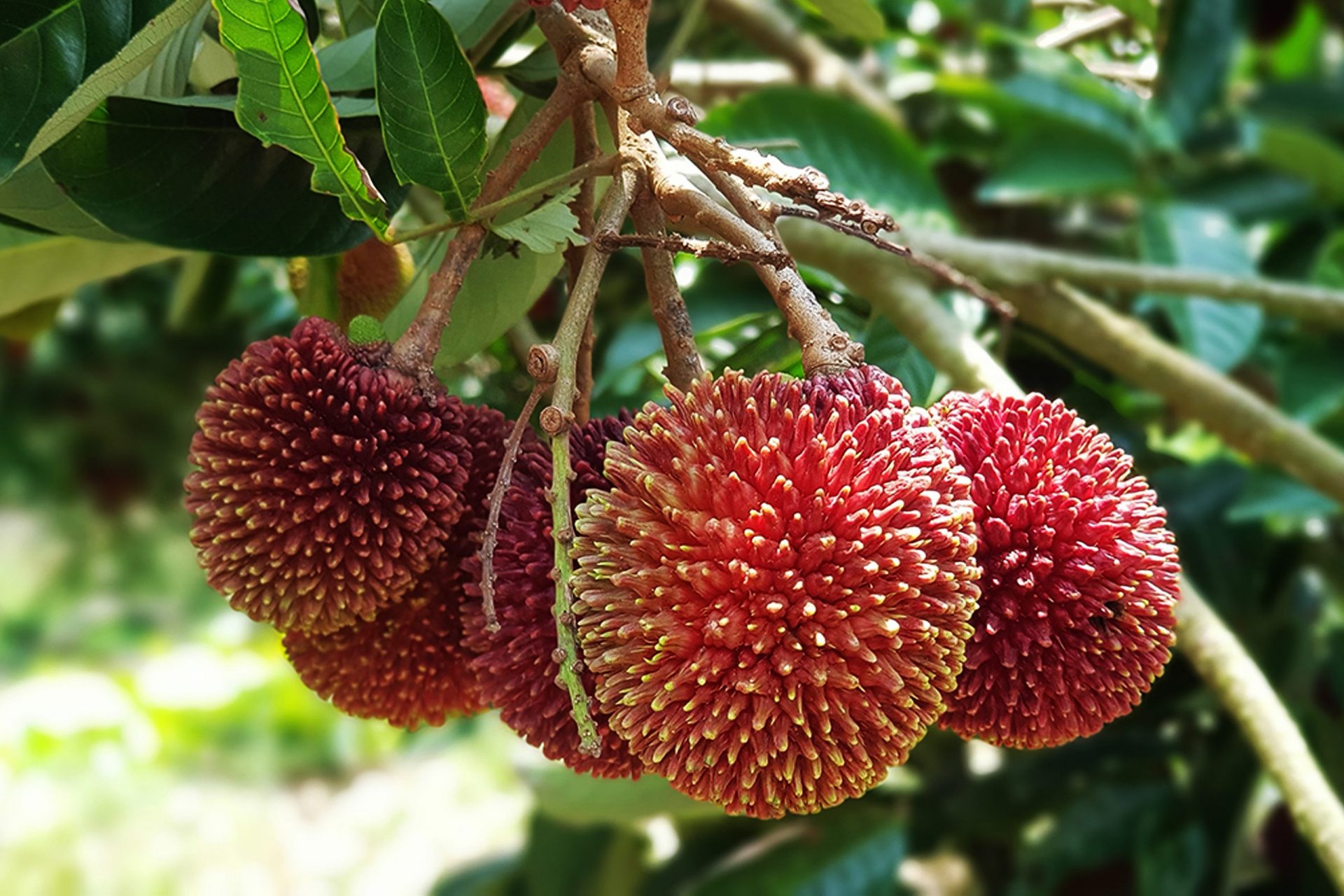 Exotic Malaysian Fruits To Try When You're In Malaysia!