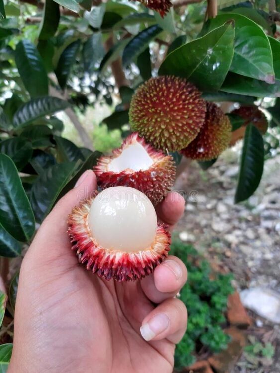 Exotic Malaysian Fruits To Try When You're In Malaysia!