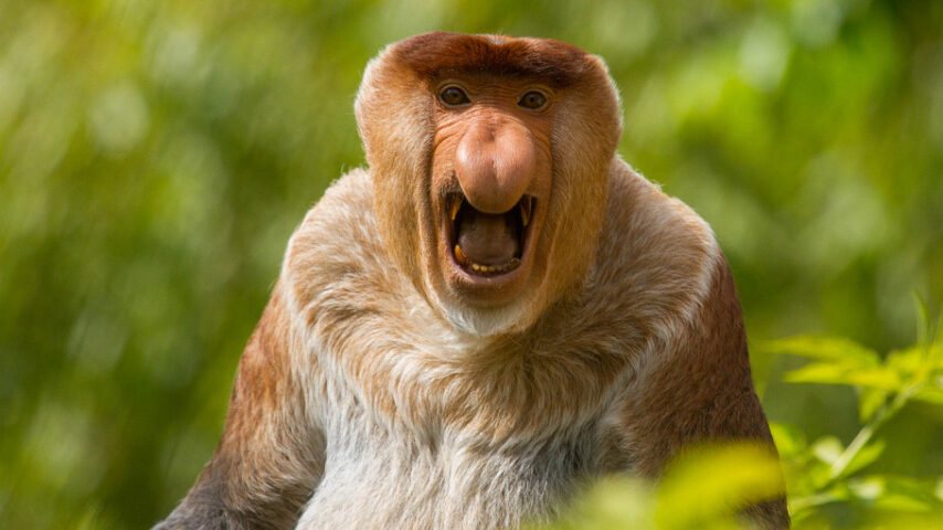 Guinness World Records Held By Malaysia In Nature Category