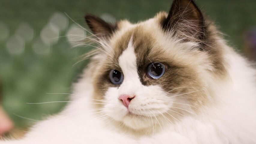 Cat Breeds In Malaysia That You Should Know