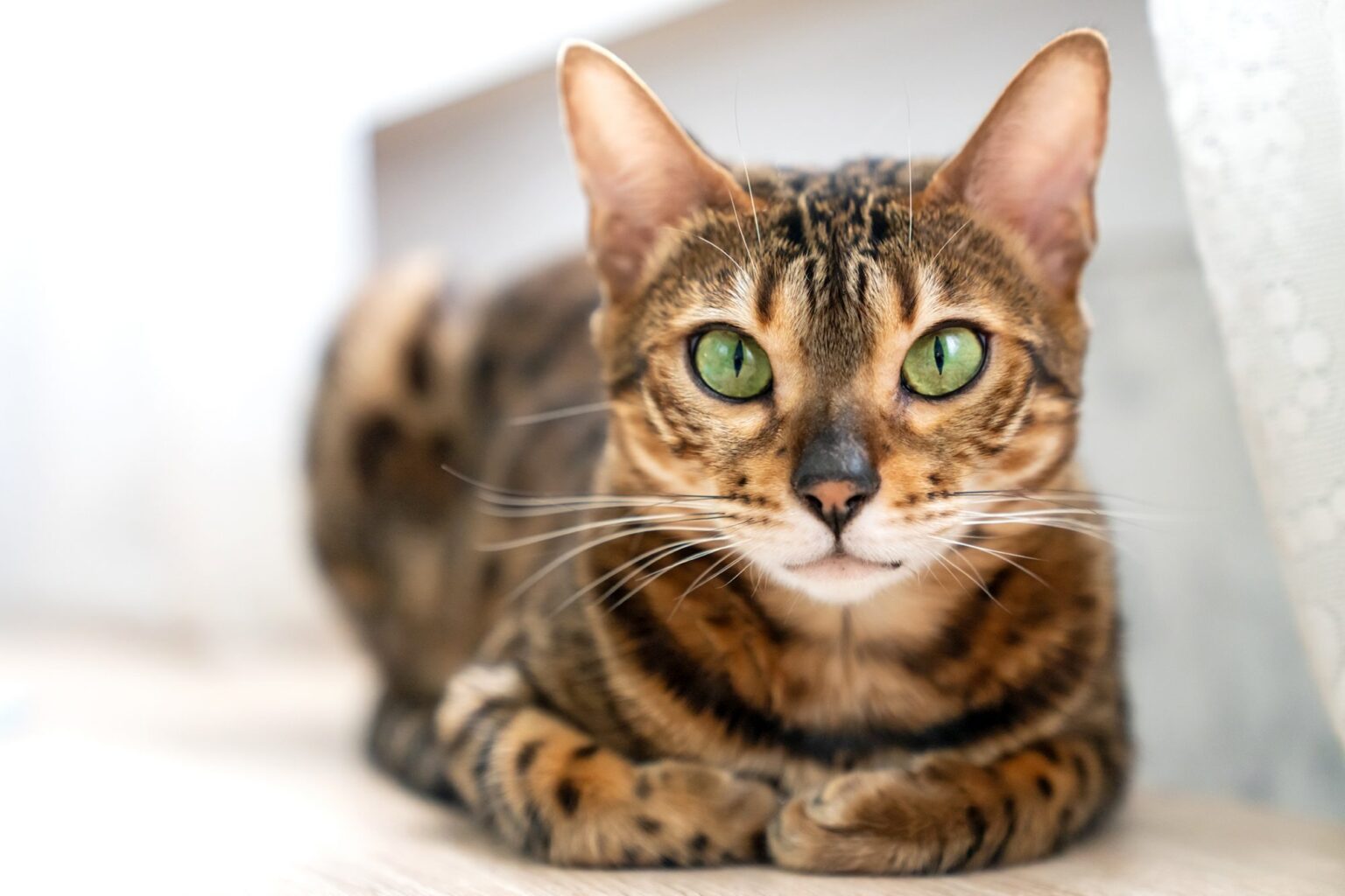 Let's Learn More About Cat Breeds In Malaysia