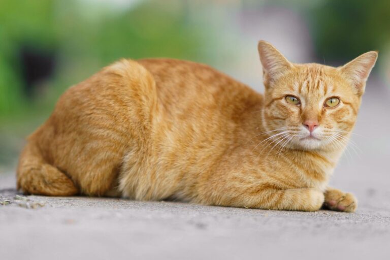 Cat Breeds In Malaysia That You Should Know